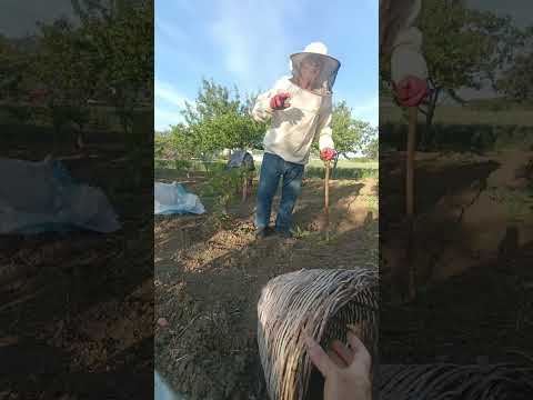 Babam la birlikte zorlu oğul veren arı indirme operasyonu (Babamda burda hatıra kalsın)