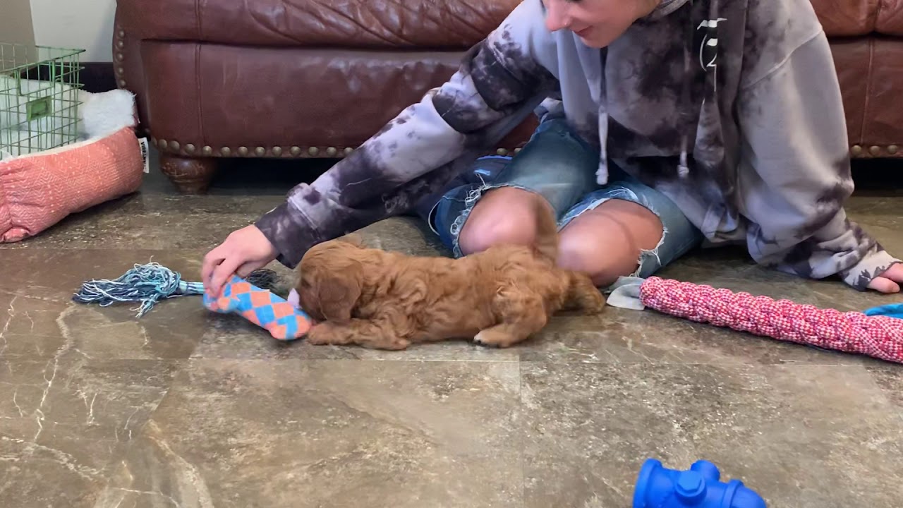 Gus. Cavapoo - YouTube