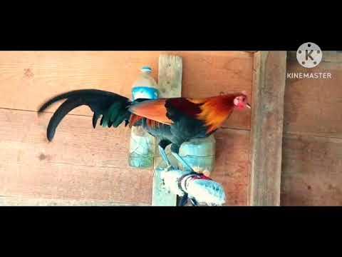 saib me nyuam qaib qus pom 1 zoo nkauj heev li 2023-2024 - YouTube