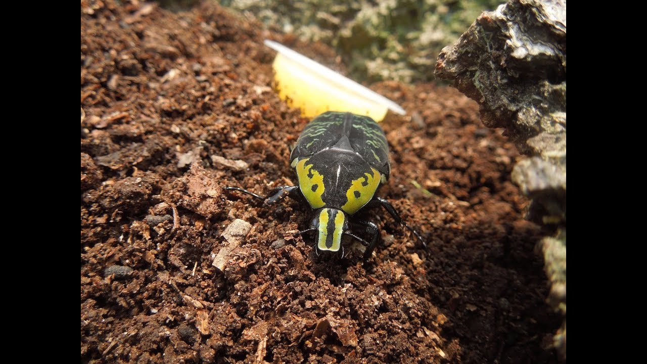 Euchroea coelestis - Flower Beetle / Rosenkäfer - YouTube