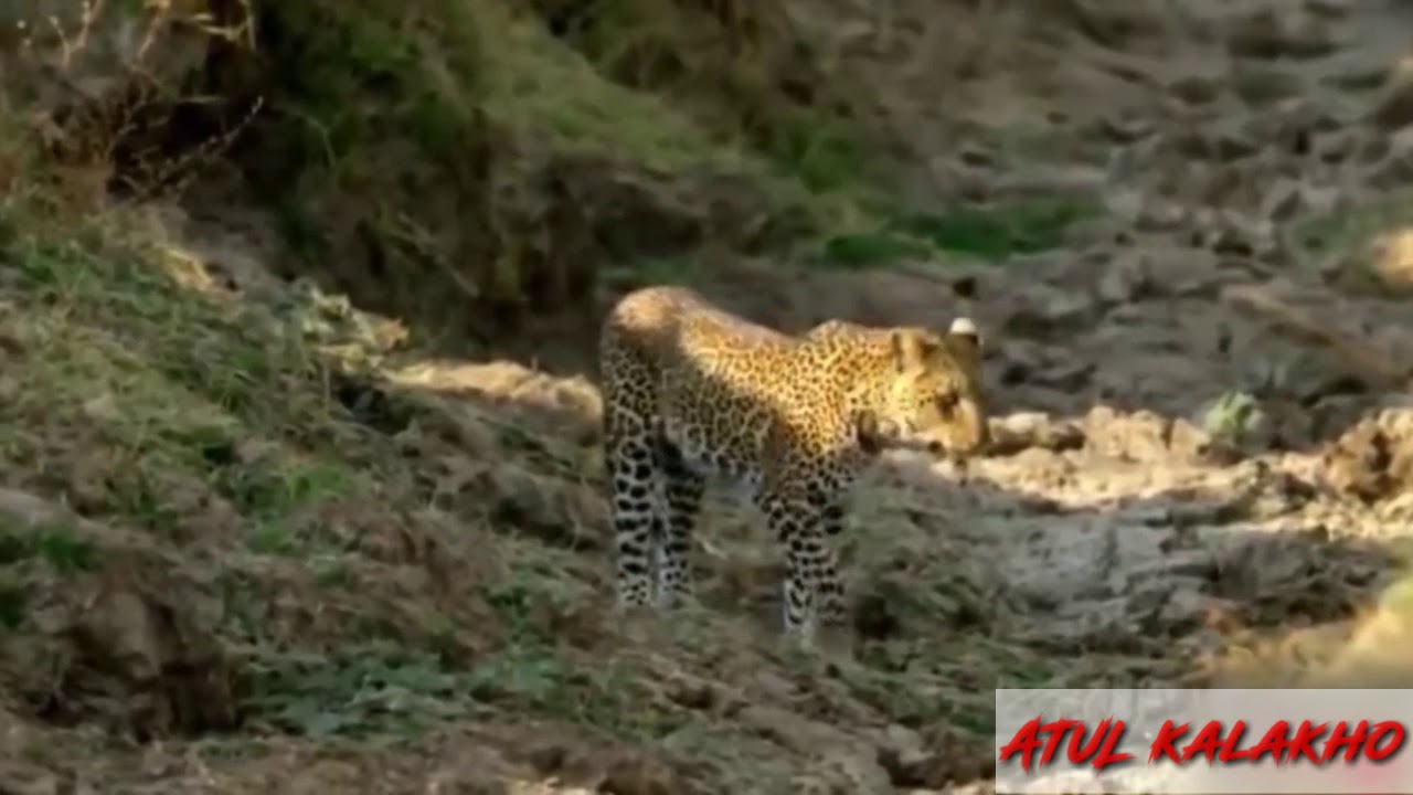 Leopard ambus impala animals fight for survival amazing animal attack ...