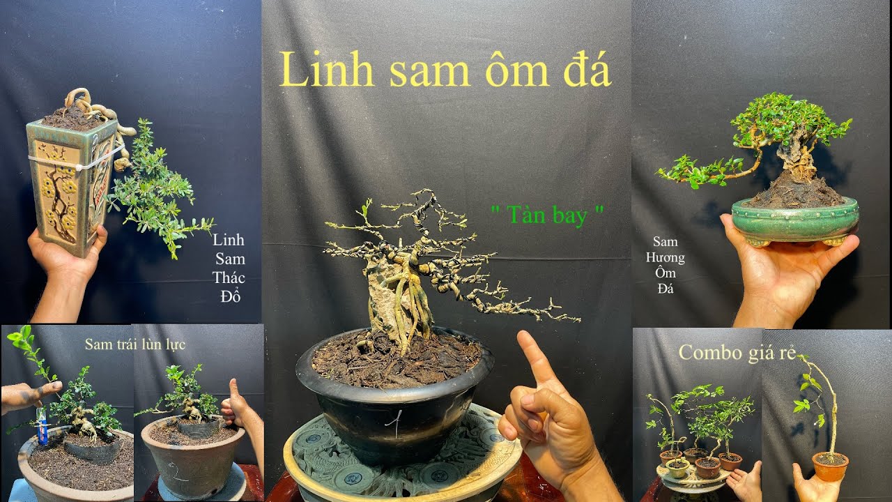 Video 578:Linh sam ôm đá bonsai,sam trái mini lùn lực,sam hương ôm đá ...