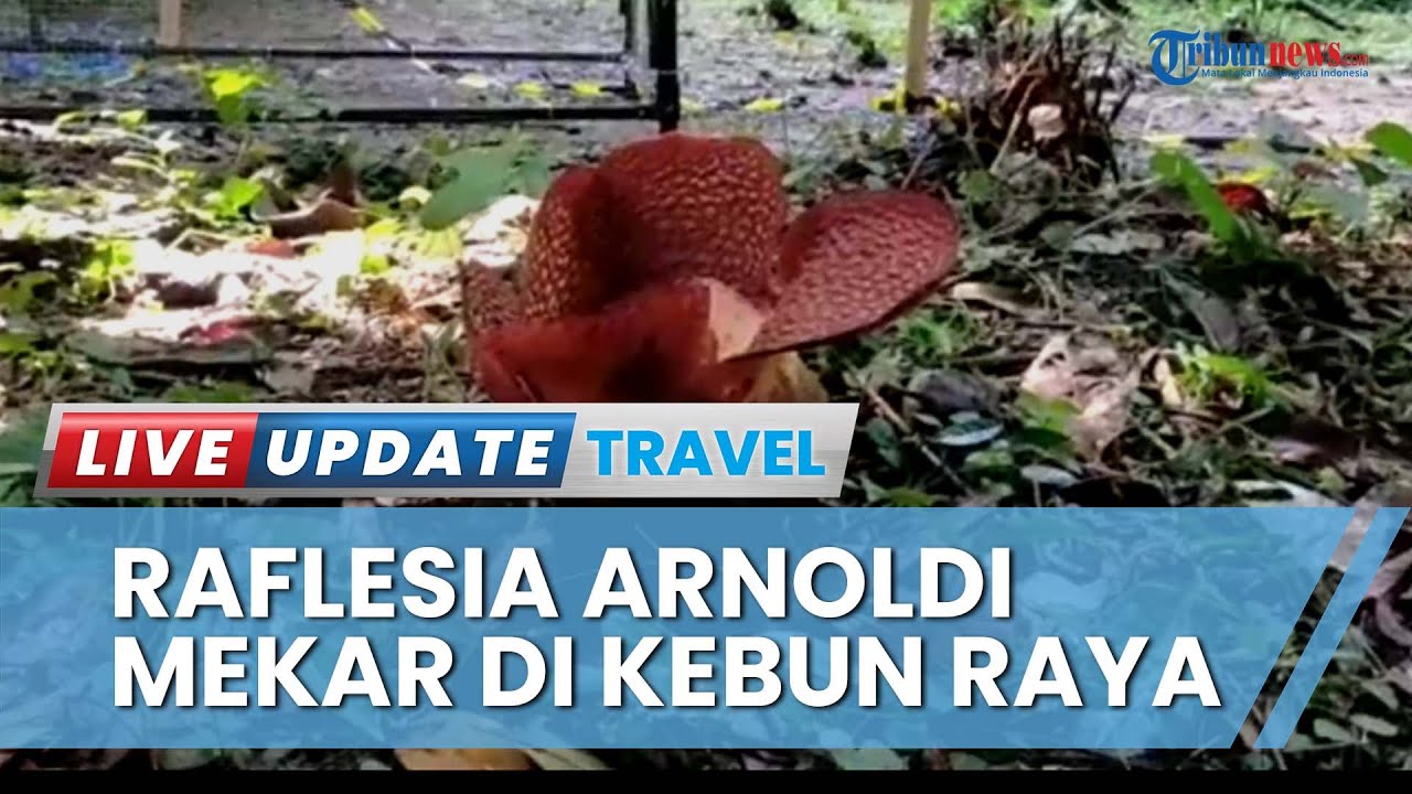 16 Tahun Menunggu, Bunga Endemik Rafflesia Arnoldii di Kebun Raya Bogor Akhirnya Mekar - YouTube