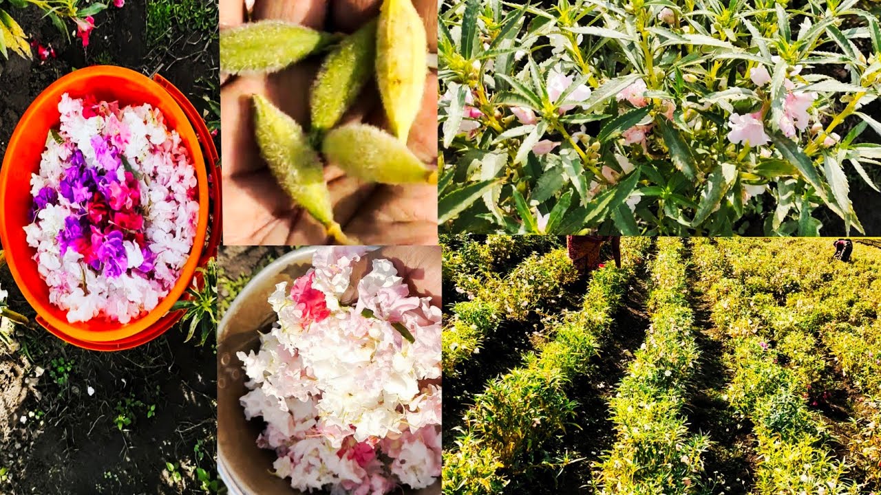 Balsam rose flowers farm visit | balsamine rose flower | dopati phool ...