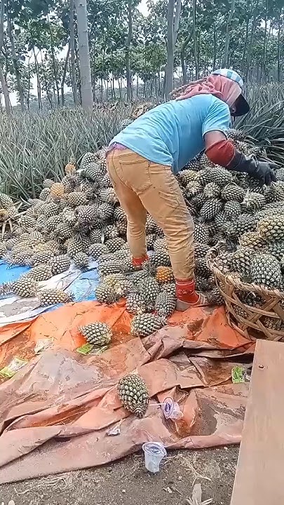 proses panen buah nanas - YouTube