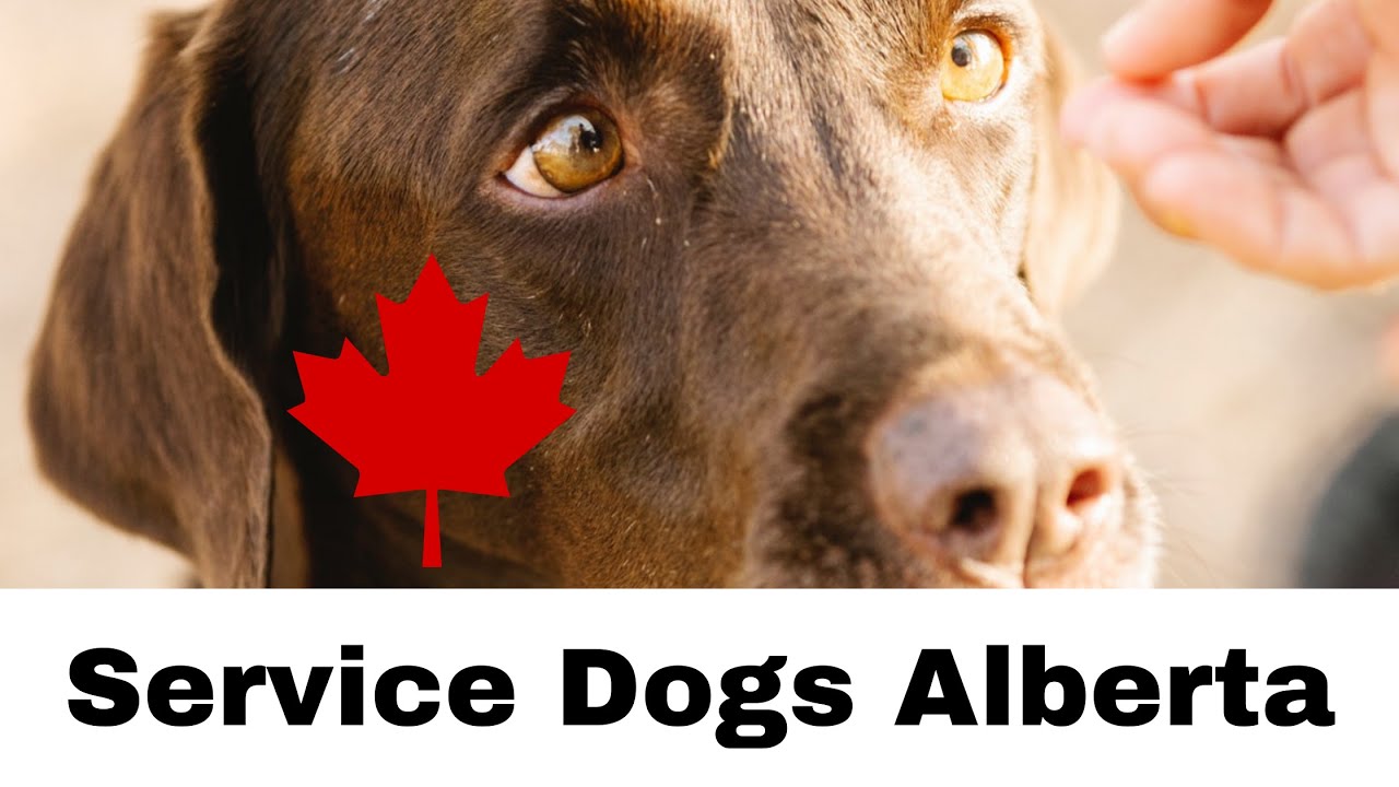 ALBERTA Service Dog Laws Information YouTube ALBERTA Service Dog Laws Information YouTube