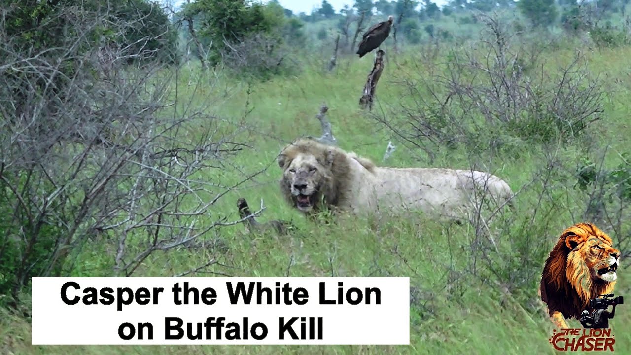 The Lion Chaser - Lets Follow Casper The White Lion And His Brother To ...