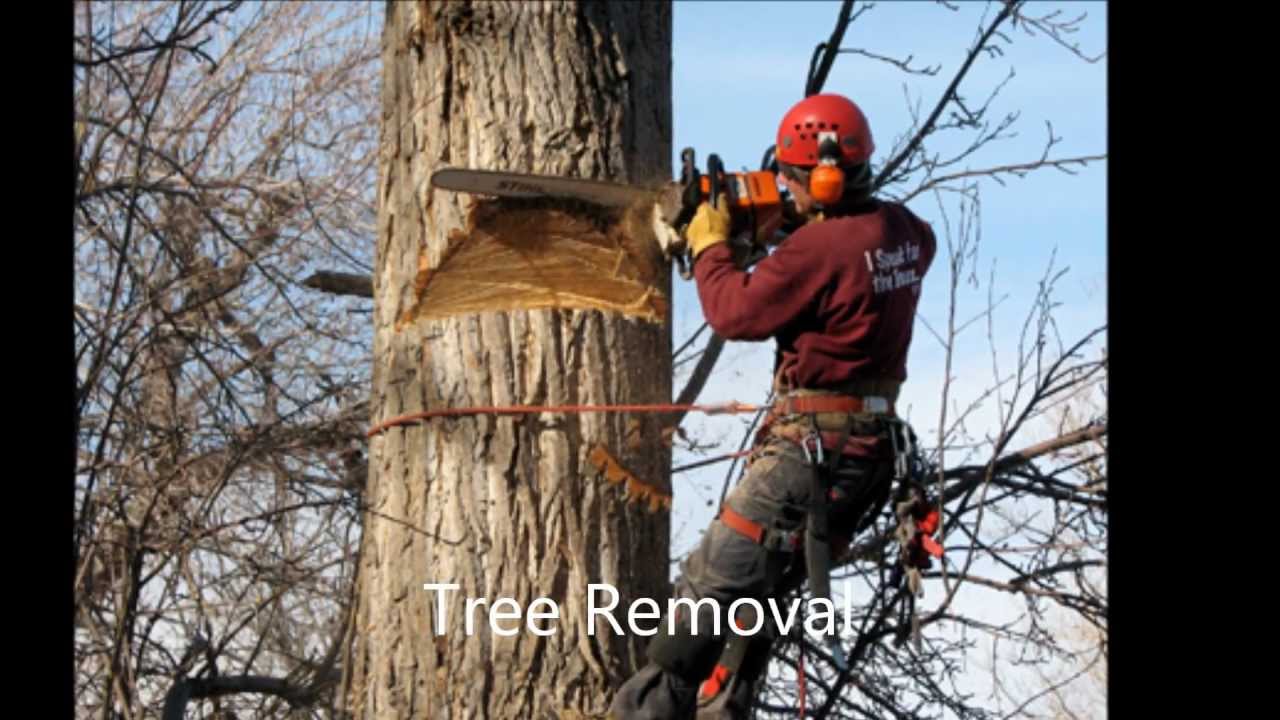 National Arborists - Find a Local Tree Service Today - YouTube