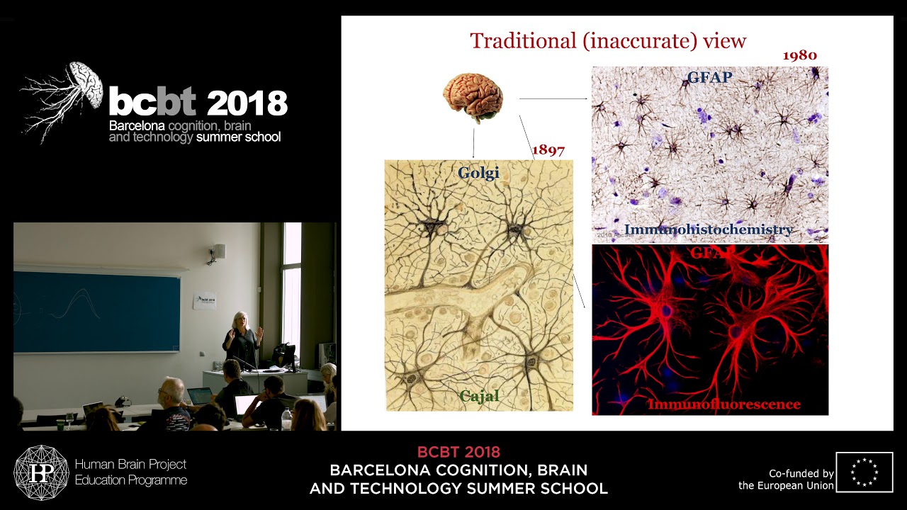 Galea Elena - Astrocytes revisited: From brain homeostasis to systems ...