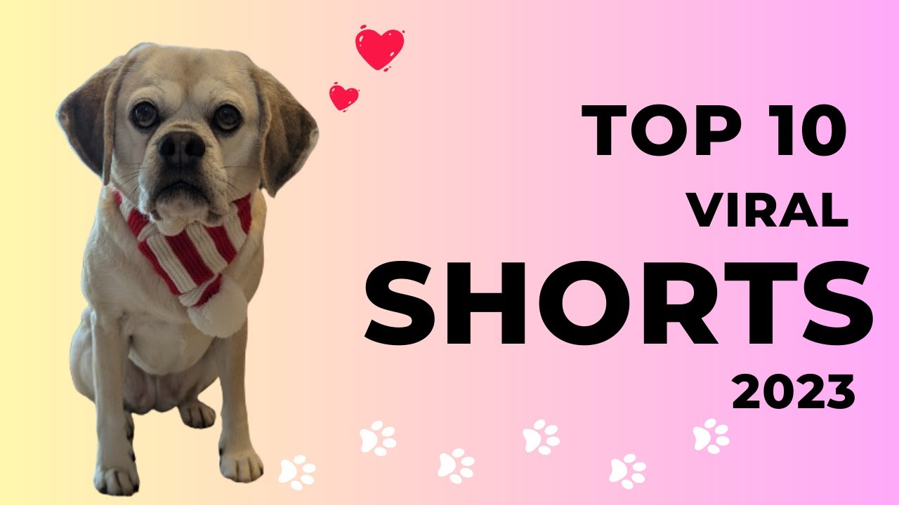 Lola The Puggles Top 10 Viral Youtube Shorts Of 2023 π₯ Youtube