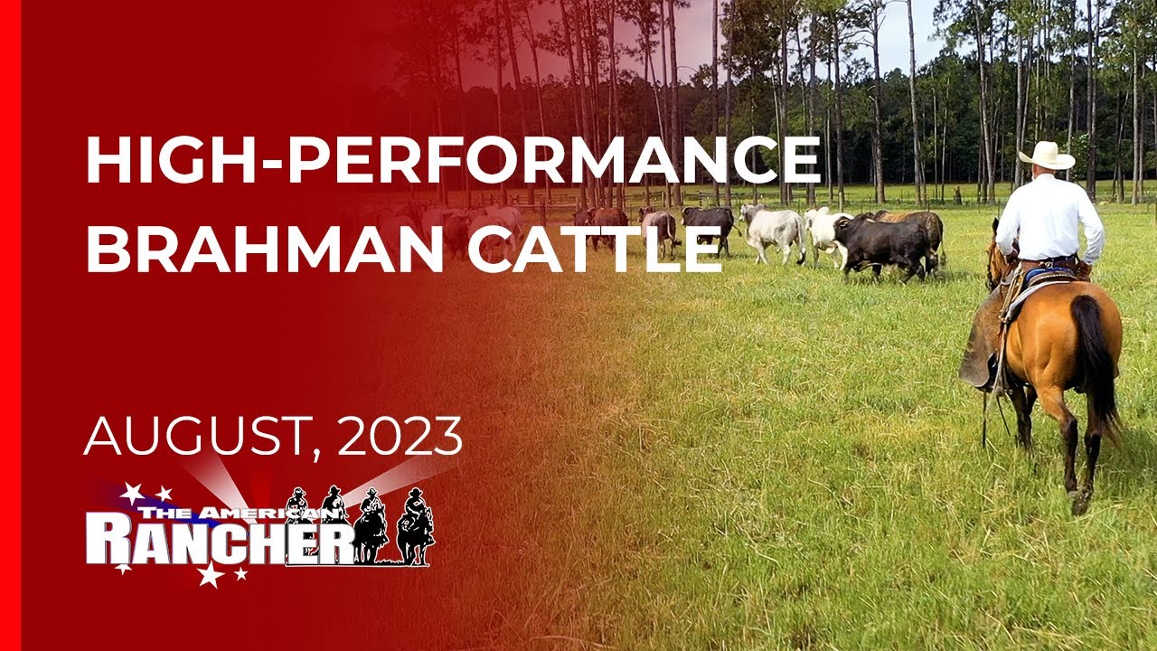 Circle F Farms The American Rancher 08 28 23 - YouTube