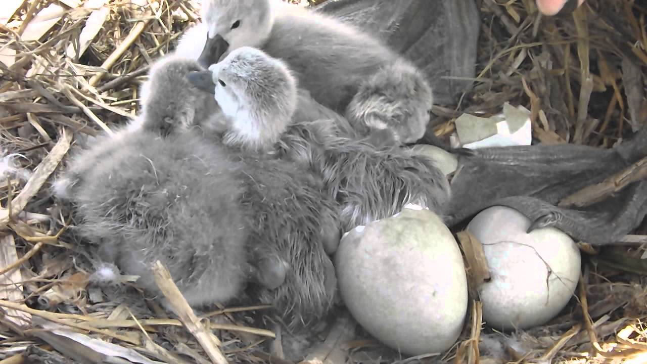 swan nest gowy meadows Cheshire - YouTube