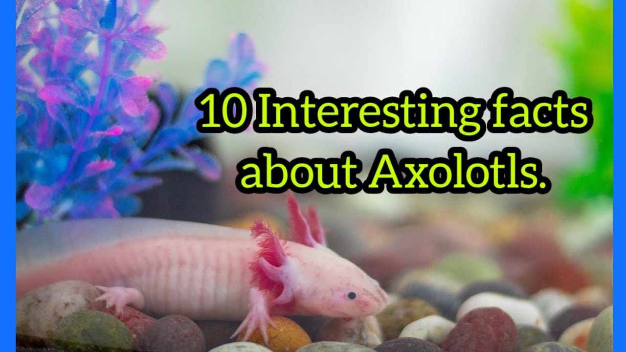 10 Interesting facts about Axolotls. - YouTube