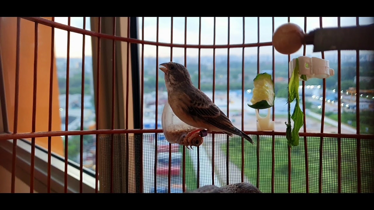 "COGO" Gray x Lemon finch @ 6mths - YouTube