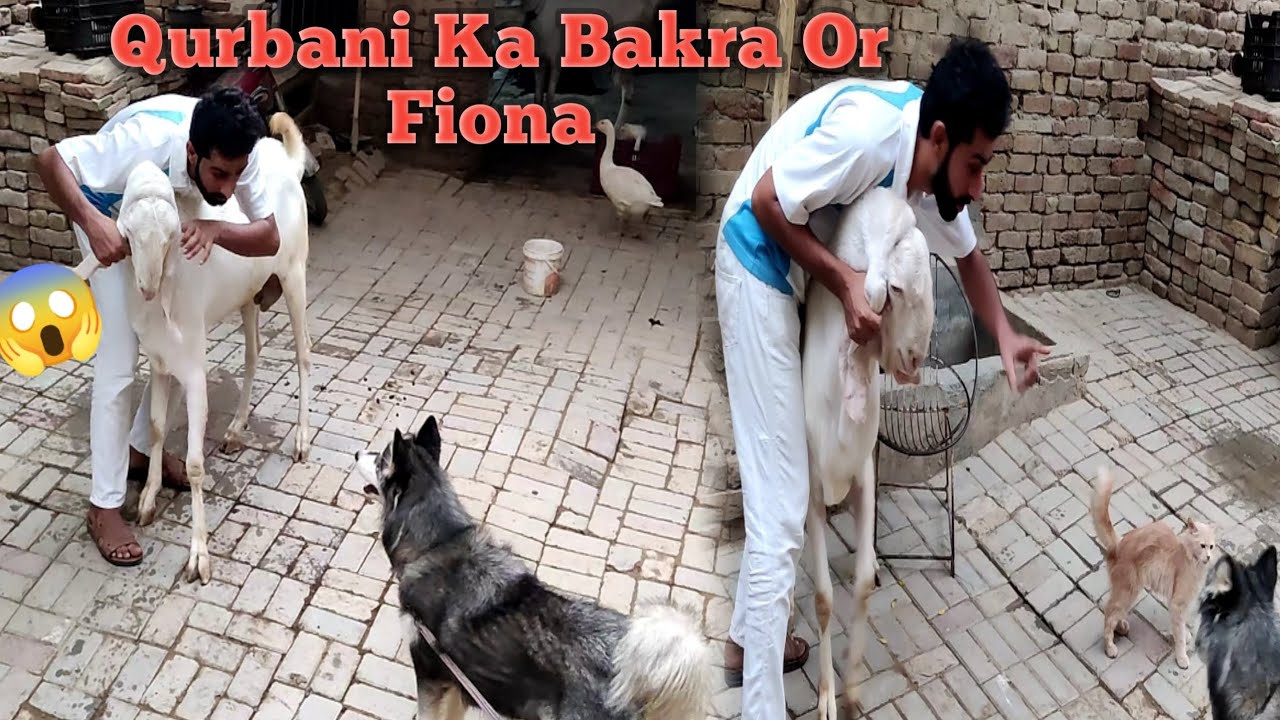 Fiona Ny Qurbani ky Bakra Pr Attack Kr Diya 🥺 - YouTube