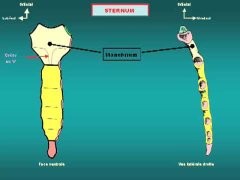 Osteologie su Thorax Part 3 - Sternum - YouTube