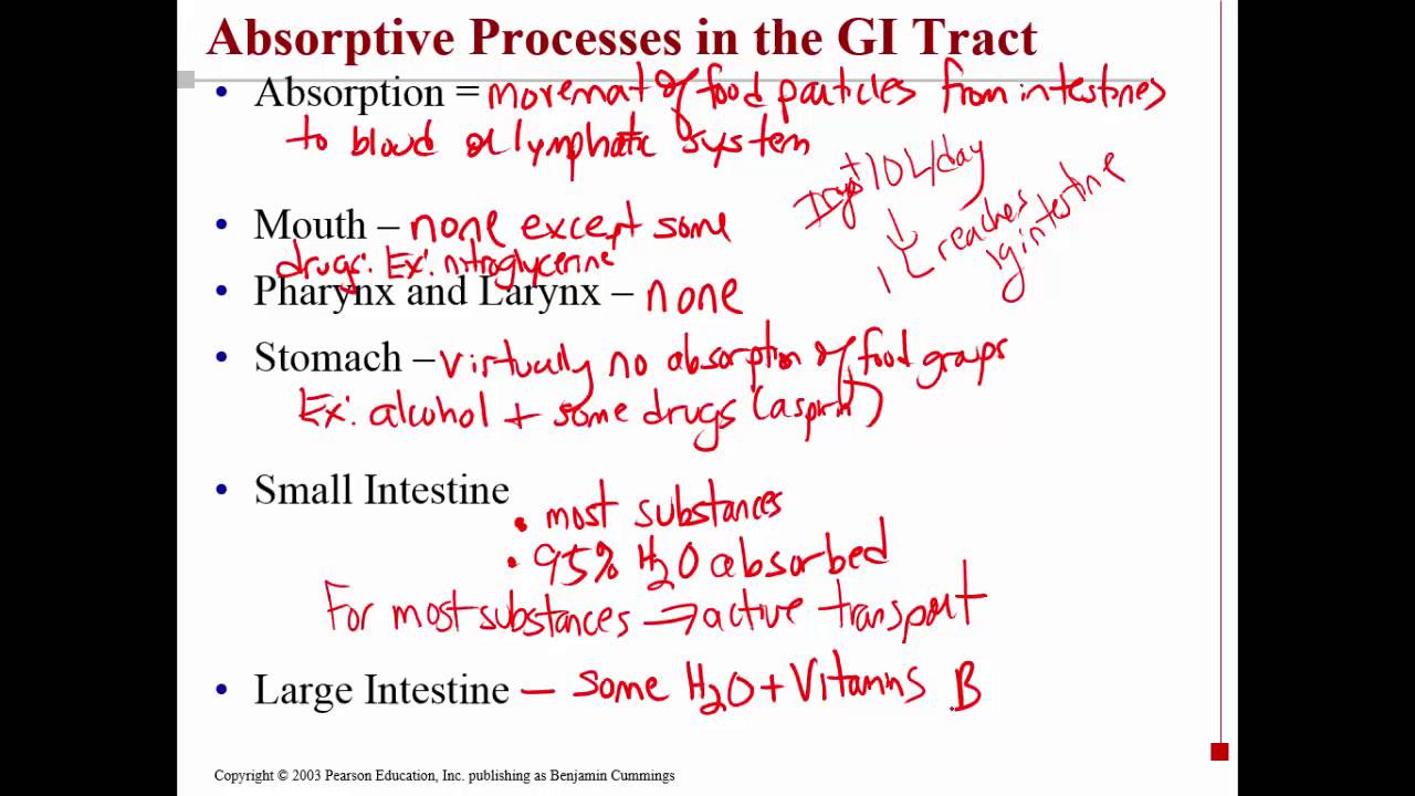 Absorption in the GI Tract - YouTube