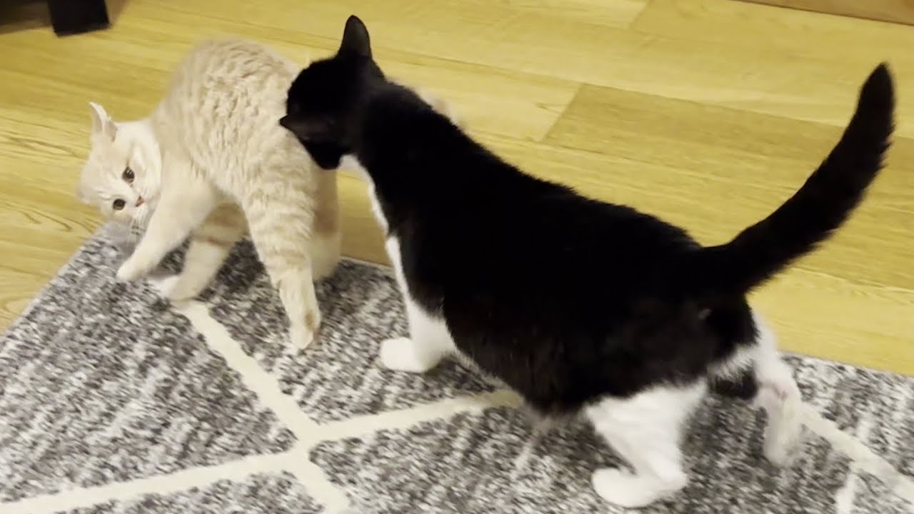Kitten Gets Punished For Disrespecting Cat - YouTube