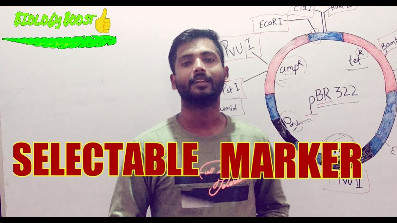Selectable marker class 12 | biotechnology principles and processes ...