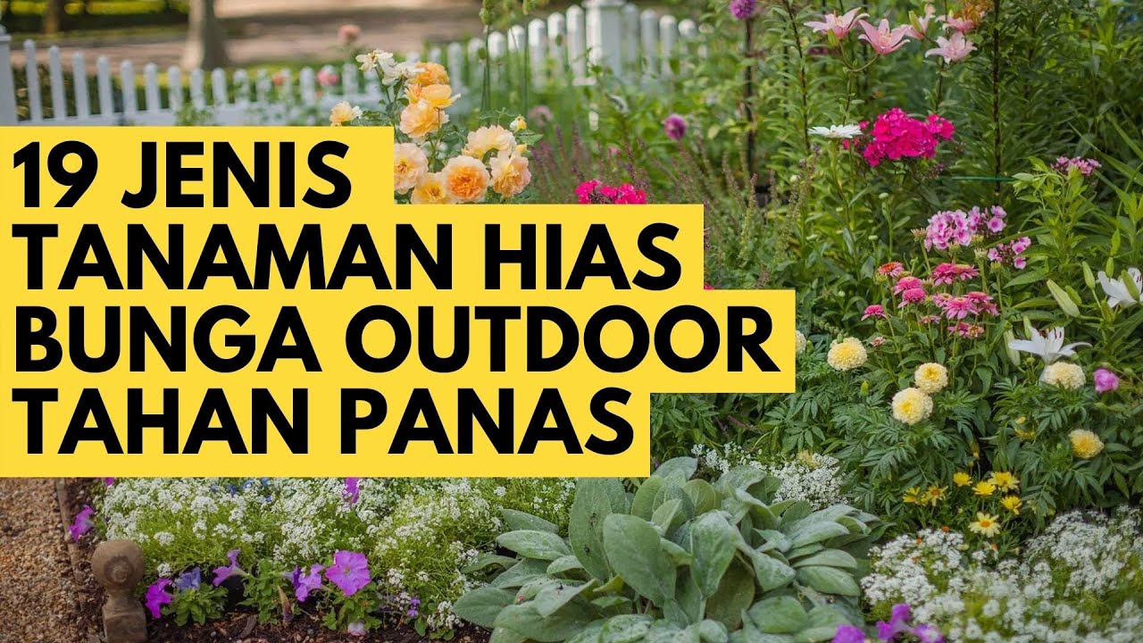 19 Jenis Tanaman Hias Bunga Outdoor Tahan Panas Untuk Pekarangan Rumah ...