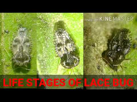 Life stages of lace bug ll their symptoms on Basil plant ll Medicinal plant l