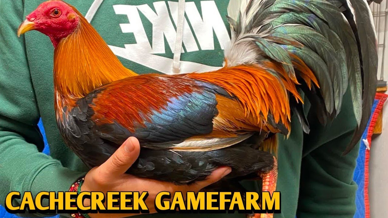 Sweater Grey Claret - CACHECREEK FARM - YouTube