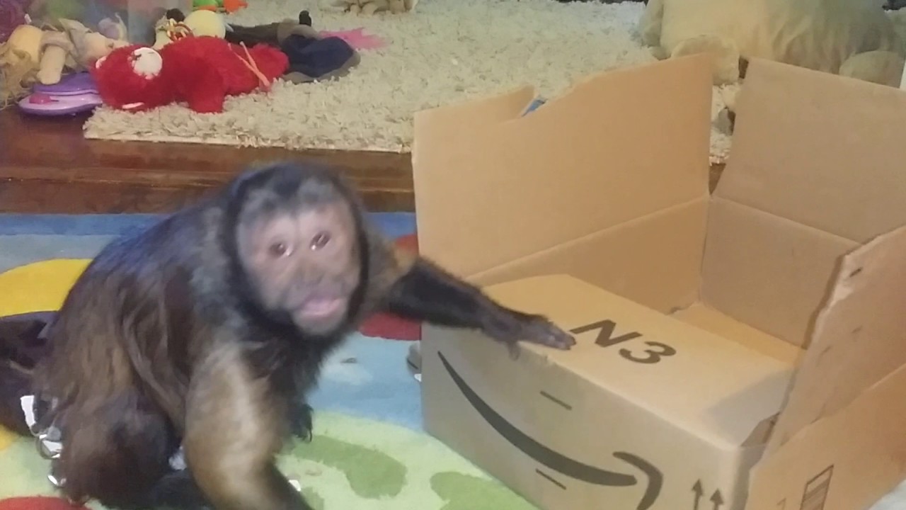 Capuchin monkey having fun with a box. - YouTube