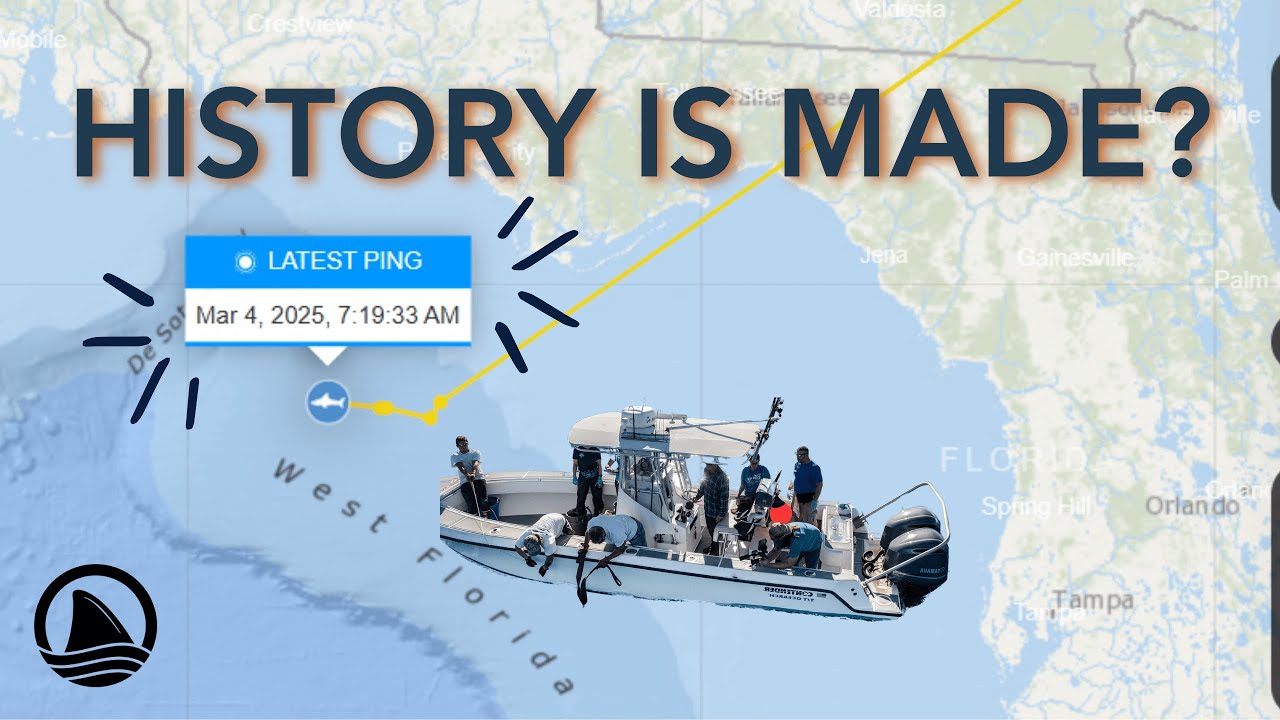 White Shark Ormond's Unexpected Ping (A Game-Changer in Shark Tracking ...