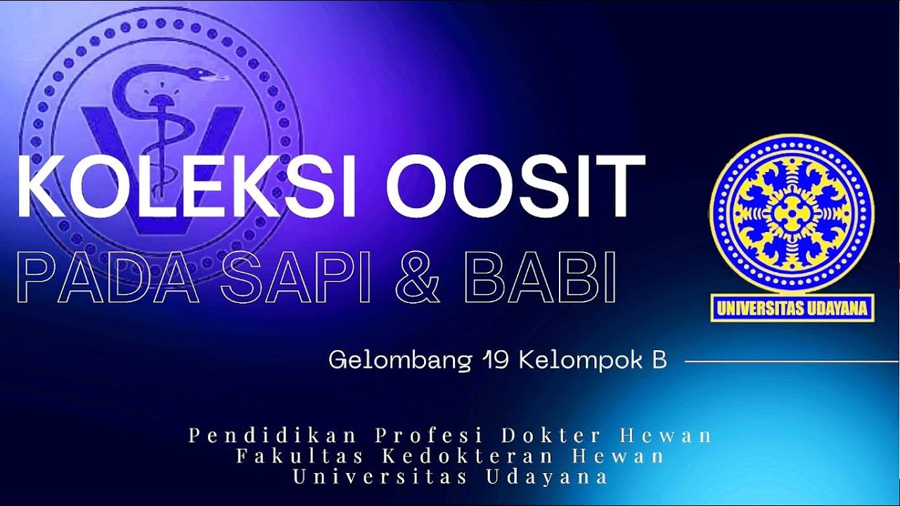 KOLEKSI OOSIT PADA SAPI & BABI | PJBL STASE REPRODUKSI DAN KEMAJIRAN ...
