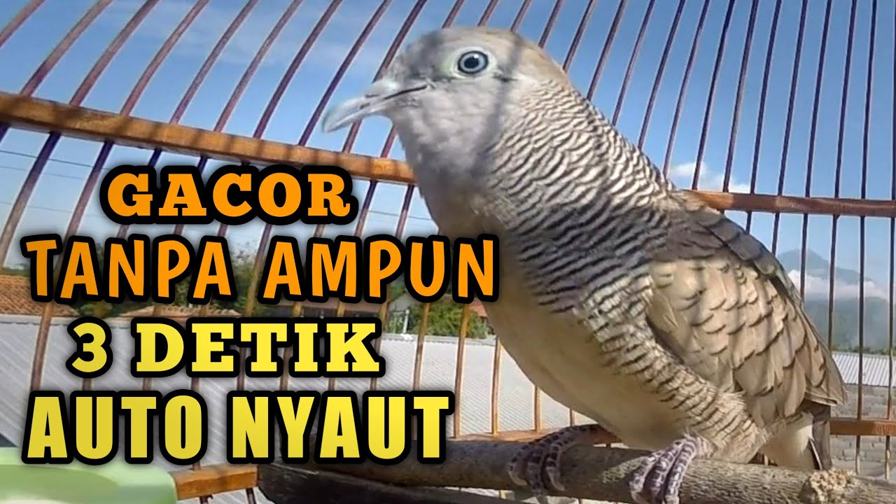 PERKUTUT LOKAL ALAM JAWA GACOR AMPUH BUAT PANCINGAN - YouTube