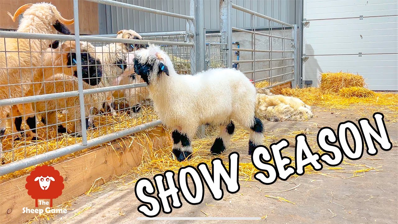 A SICK SHEEP, AN ADOPTION AND I SHEAR SOME SHOW SHEEP | Day 16 of ...
