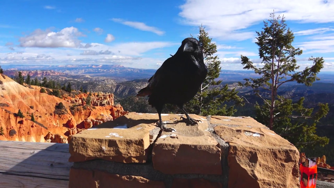 Ponderosa Point at Bryce Canyon...and Its friendly Ravens - YouTube