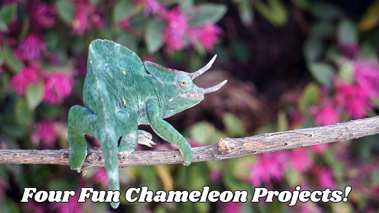 Four FUN Chameleon Projects! - YouTube