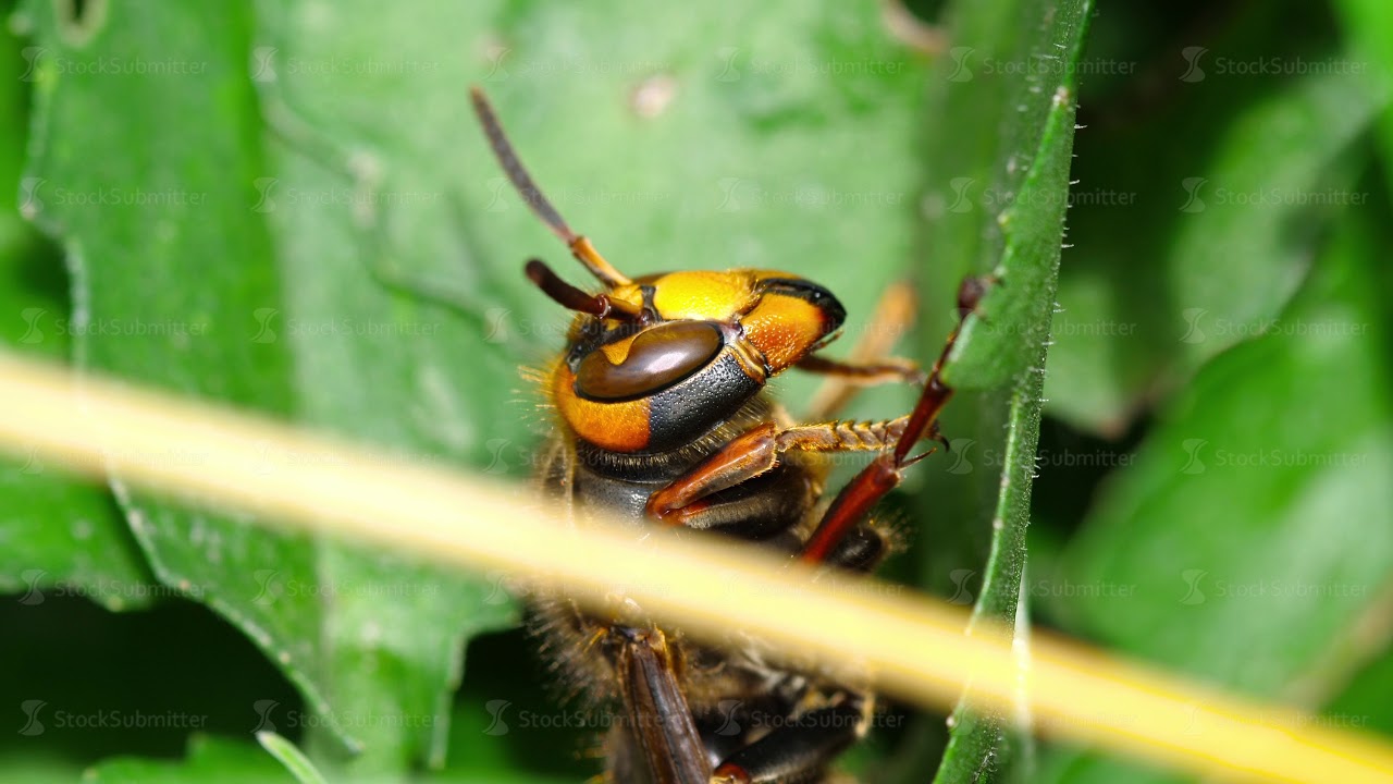 Close-up of a hornet - YouTube