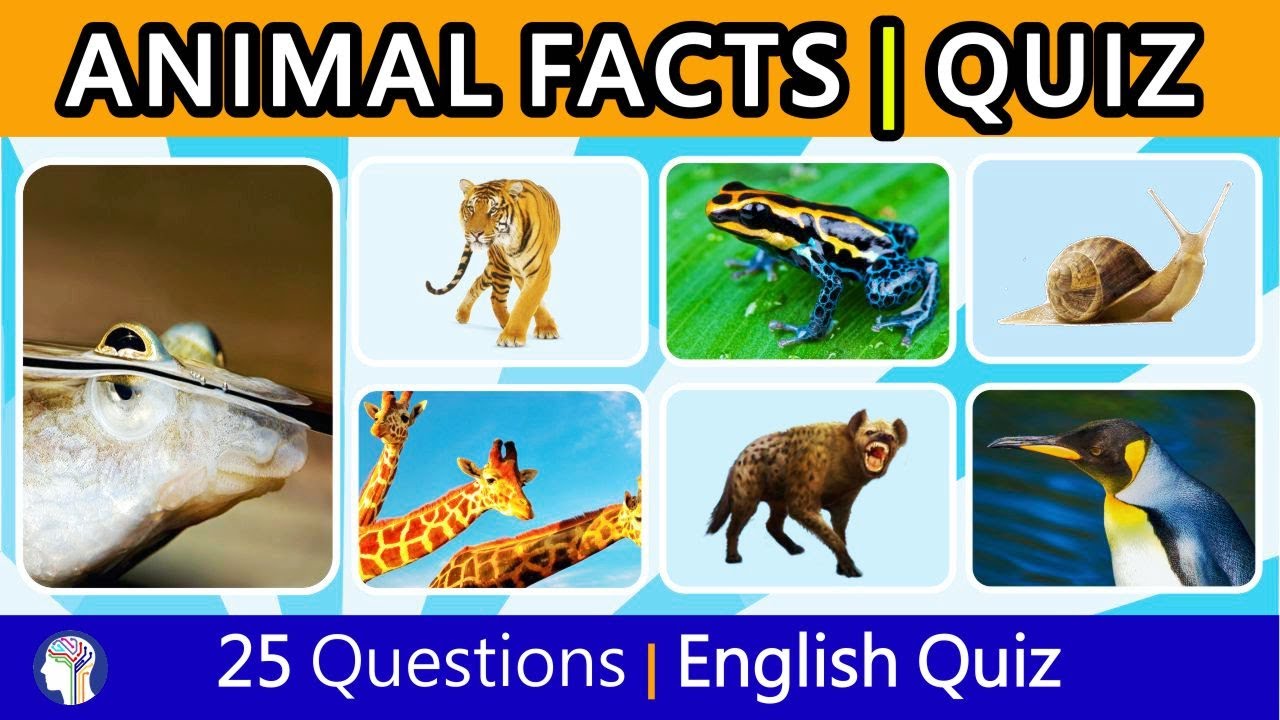 Animal Quiz | General Knowledge Quiz For Animals! - YouTube