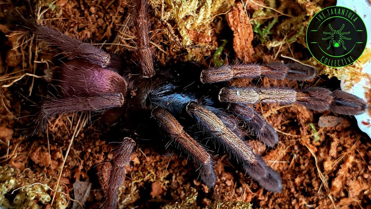 Polychromatic Earth Tiger (Haploclastus devamatha) Tarantula Rehoused ...