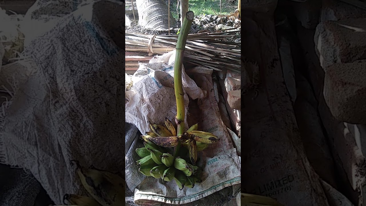 15 sec video view of Saba banana or Musa saba - PYJR.mp4 - YouTube