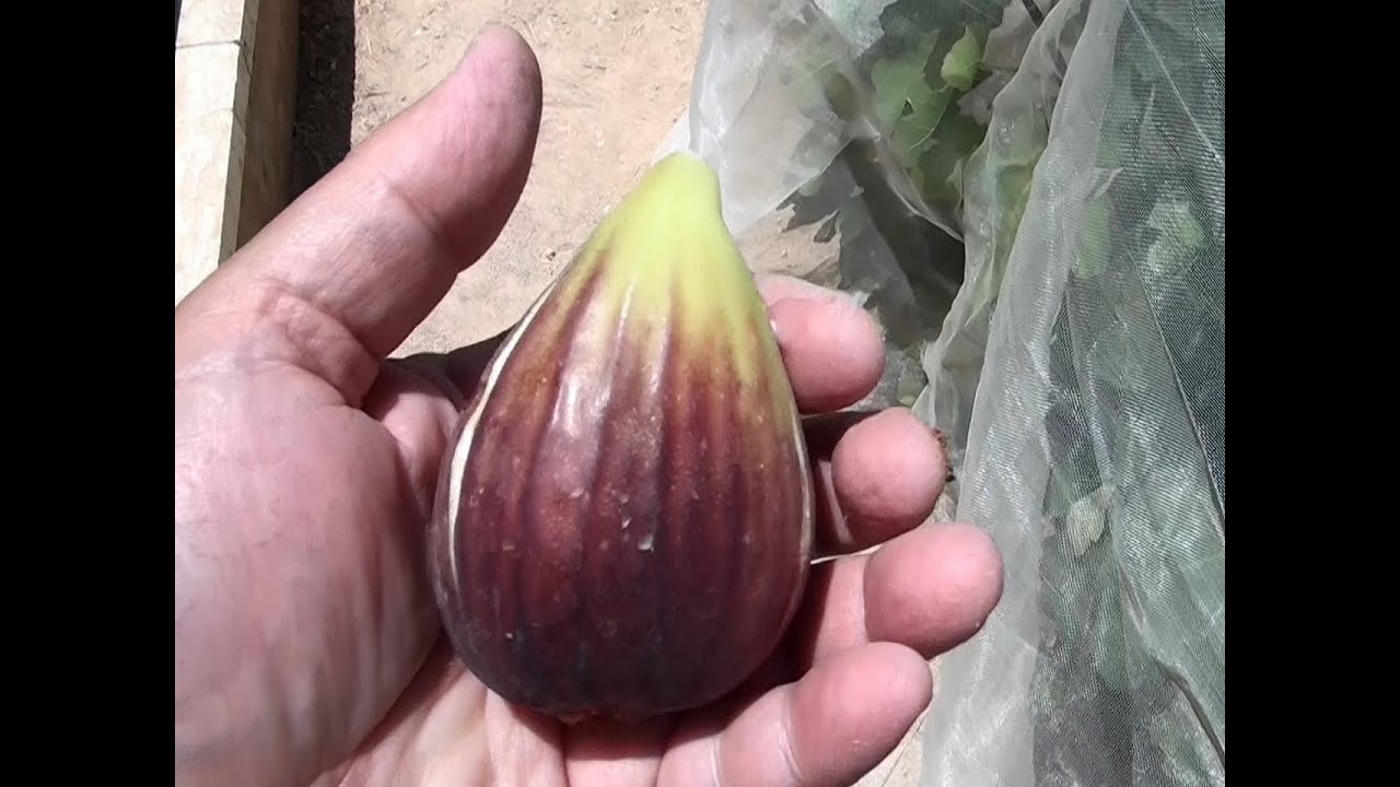Brazilian fig - a new name or new qualities? - YouTube
