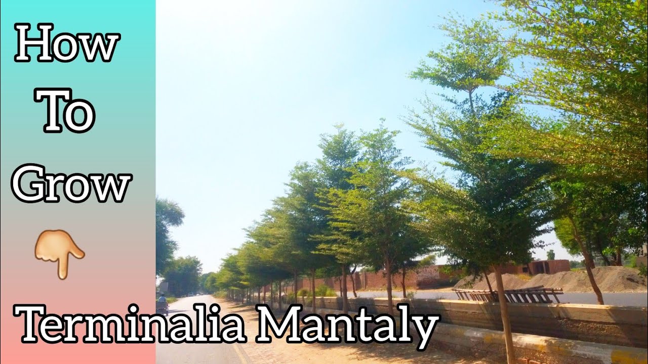 How To Grow Terminalia Mantaly Tree||Umbrella Tree||Madagascar Almond ...