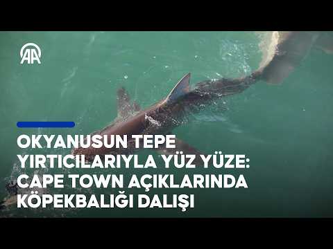 Okyanusun tepe yırtıcılarıyla yüz yüze: Cape Town açıklarında köpekbalığı dalışı