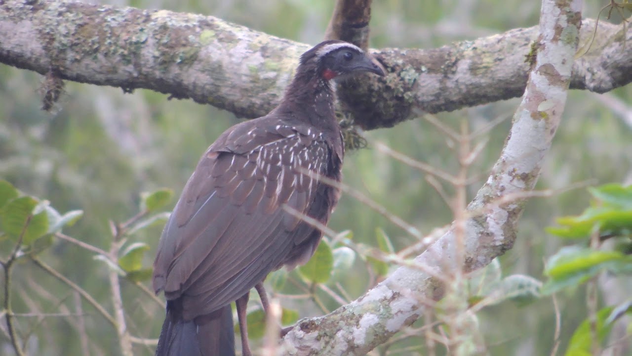 Jacucaca Taquaritinga Do Norte PE 01/09/2019. - YouTube