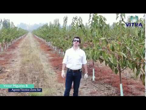 Azufertil Azufre disponible para sus cultivos durante la temporada ...