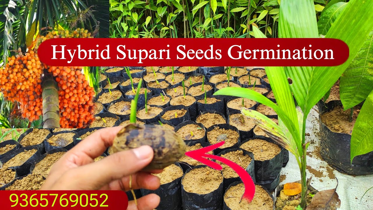 Supari seeds Germination || Hybrid Bettel nut seeds germination || BJB ...