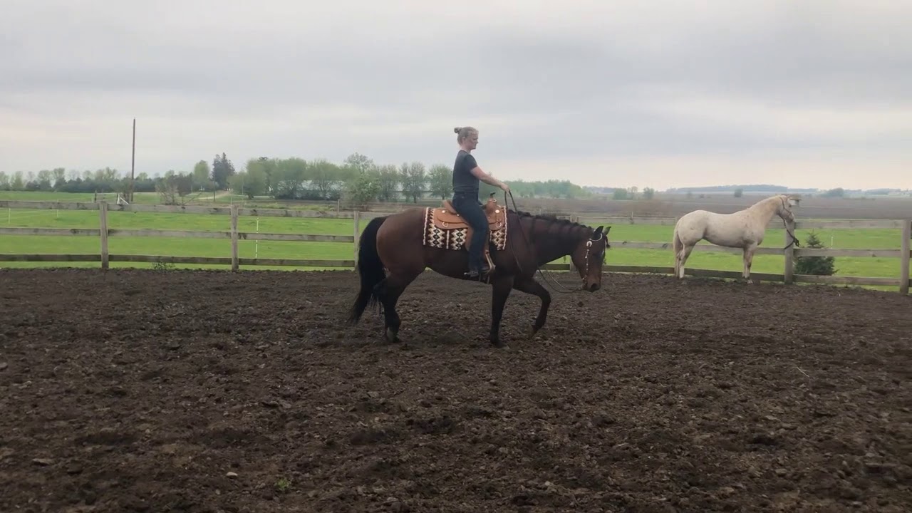Harley D Deluxe AQHA - YouTube