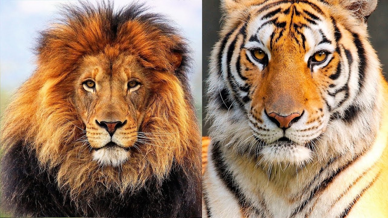 10 Most Beautiful Big Animals on Earth - YouTube