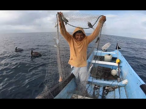 Mira como salieron las redes en la pesca con trasmallo, salieron las ...