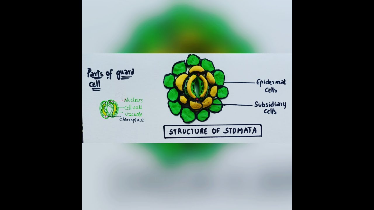 How to make clay model of Stomata and it's types PART-1 - YouTube