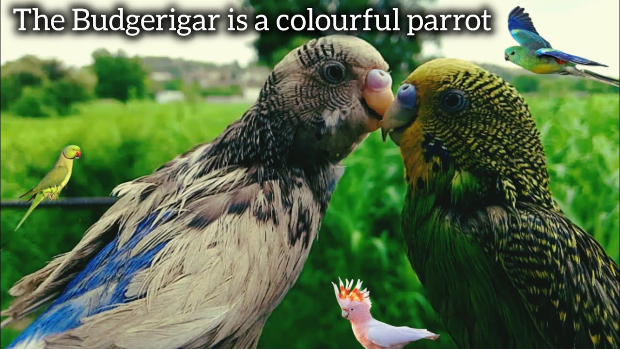 Budgerigar Birds | The Budgerigar is a colourful parrot native to ...