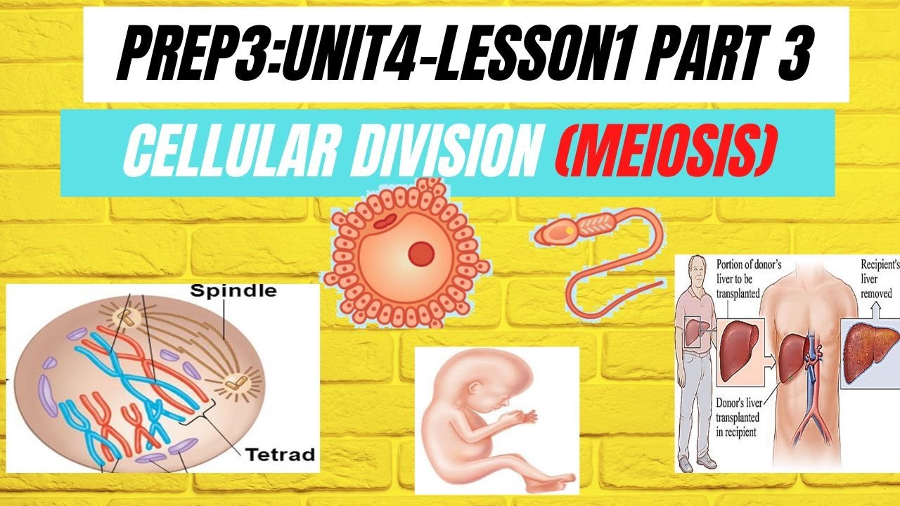 Science prep3:unit4-lesson1 cellular division (meiosis) - YouTube