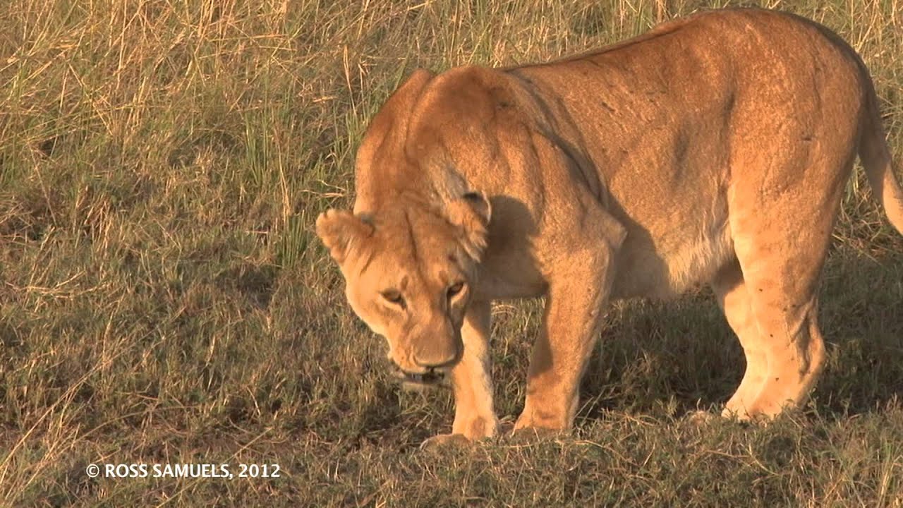 Lion eats GoPro camera - YouTube
